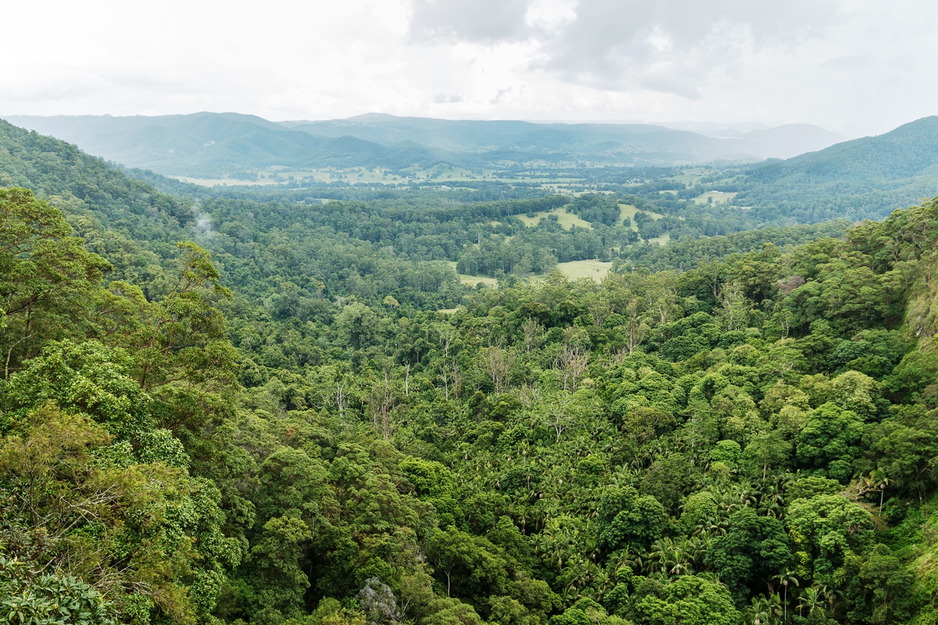 National Park Odyssey: Mapleton Falls National Park, QLD.