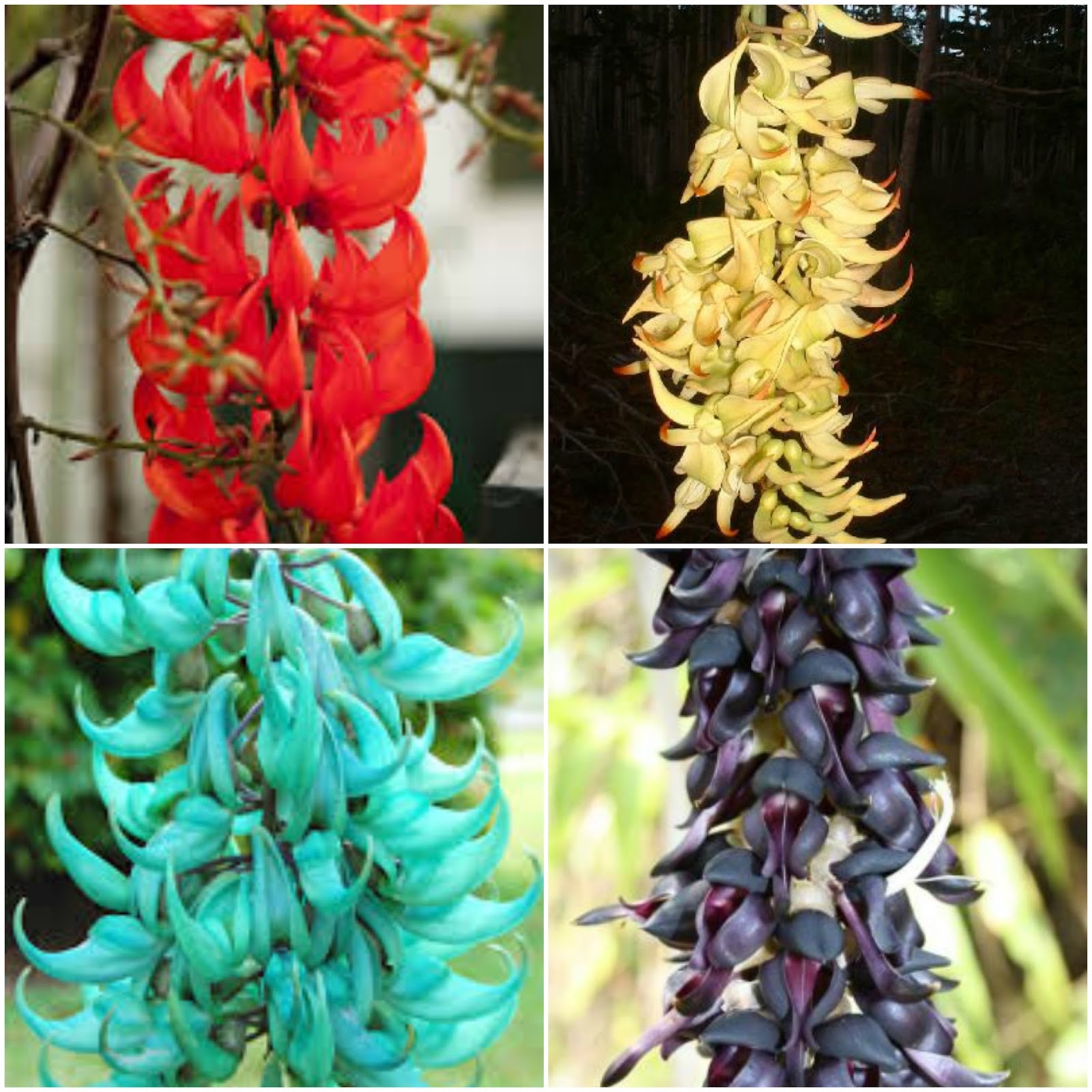 10 - те най рядко срещани цветя: 6.Нефритена лоза /Strongylodon ...