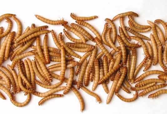 Cara Budidaya Ulat Hongkong Lengkap - GEMA PERTANIAN