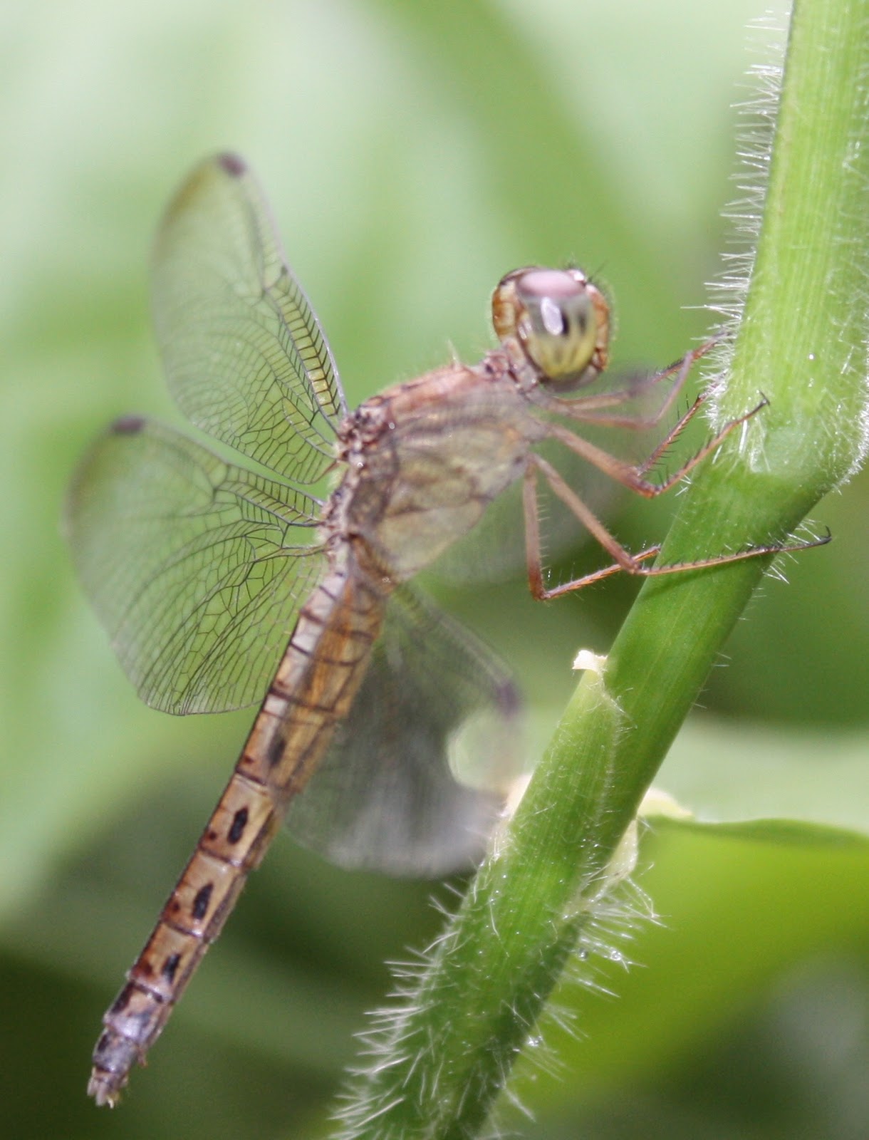 Saye Suke Ambil Gambar (Part 4 - PePatung)