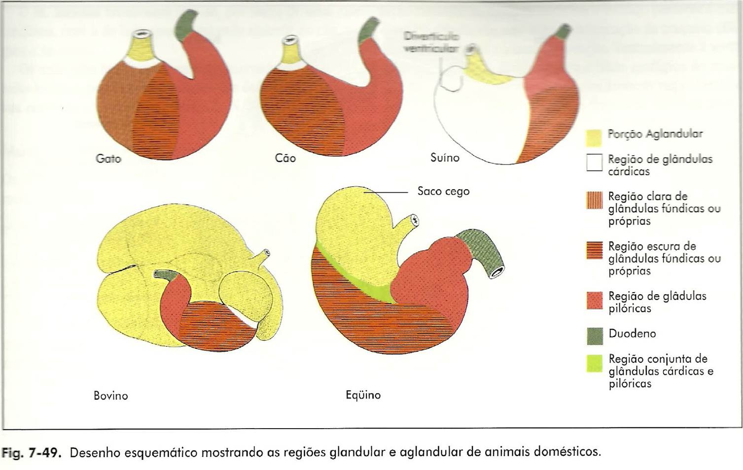 Anatomia Veterinária II - UFV 2012: Estômago dos Animais Domésticos