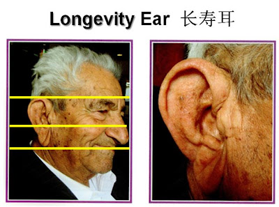 Longevity Ear 长寿耳 ~ Teguh Baja