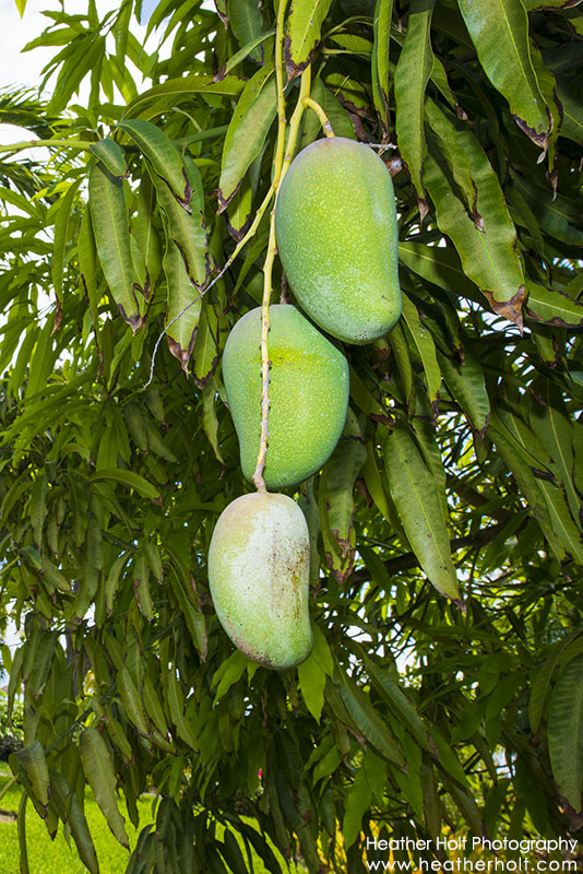SILVER SANDS: Plant of the Month: MANGOES!!!