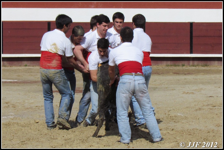 O Filho da Terra: Treino dos Forcados de Coruche
