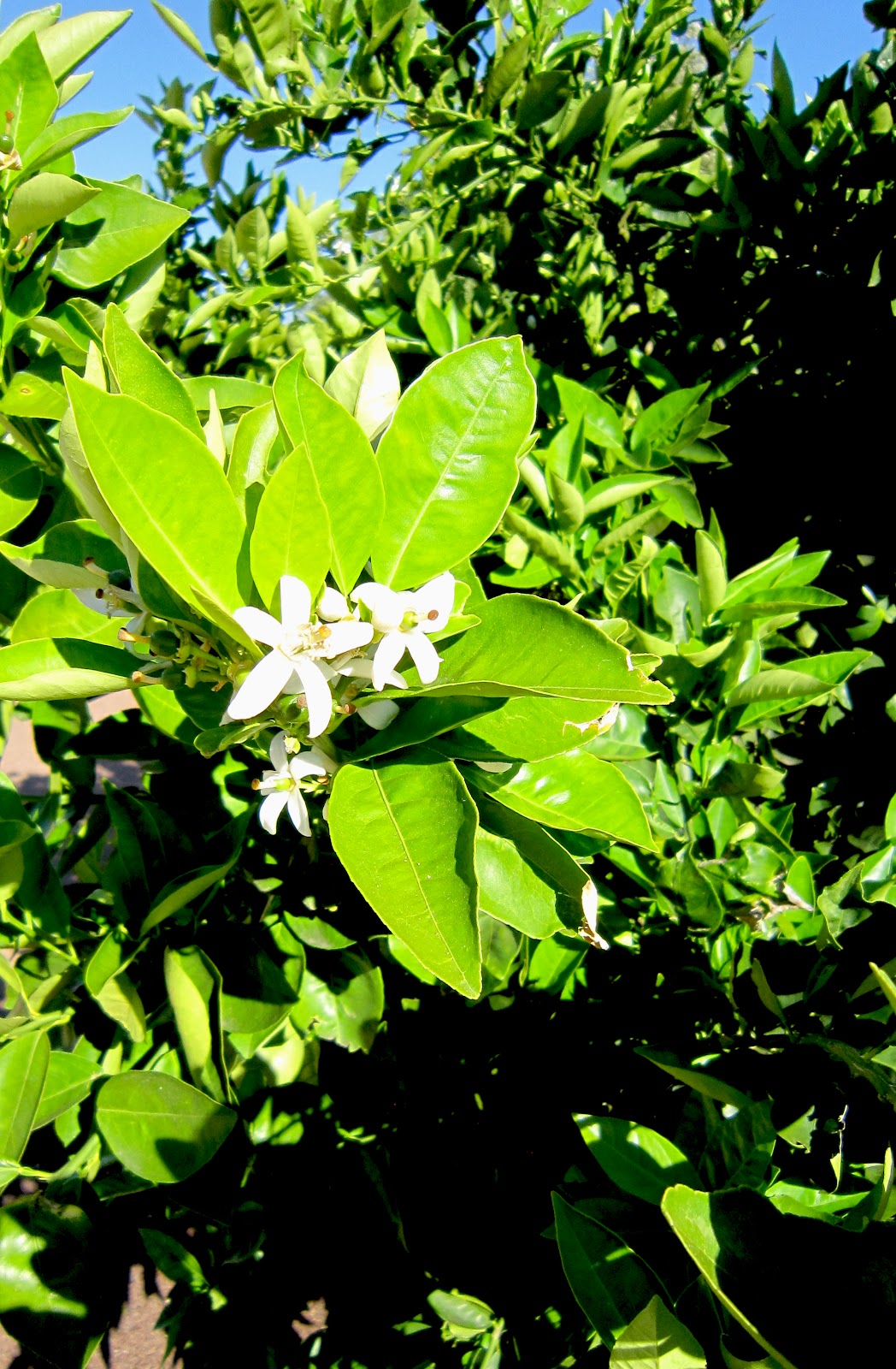 The Museum of the San Fernando Valley: CSUN'S SPECIAL BOTANICAL POND