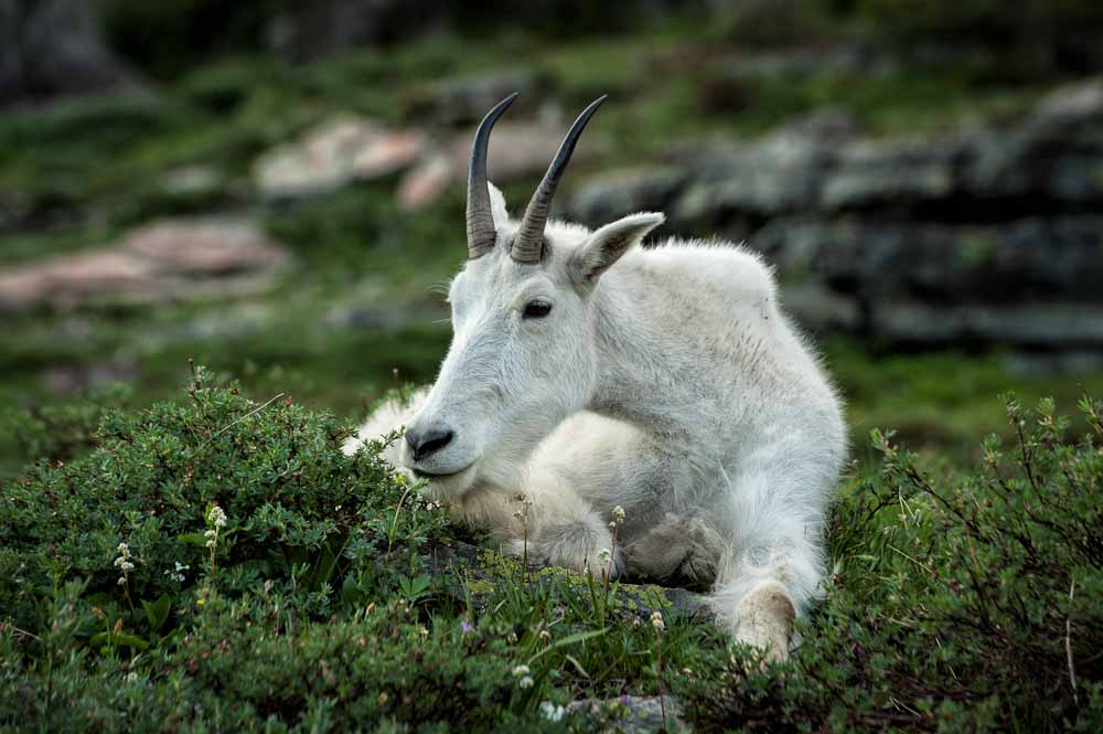 Images Of Wild Life - www.imagesofwildlife.com: Waterfalls, Mountain ...