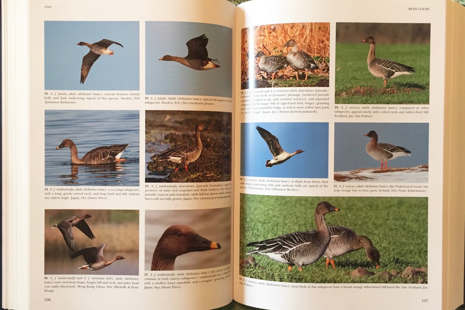 Arcticory...: WATERFOWL OF NORTH AMERICA, EUROPE, AND ASIA: AN ...