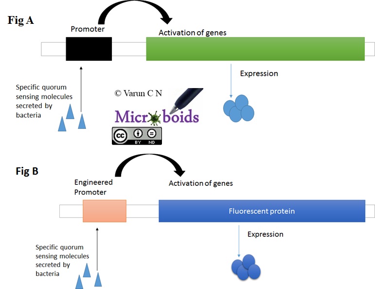Engineered Microbes- They are the sensors