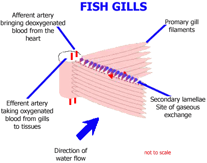 AS Biology: Gas exchange • across the body surface of a single-celled ...