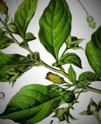 Atropa Belladona - Crude drug of atropine | Pharmacognosy Of Medicinal ...