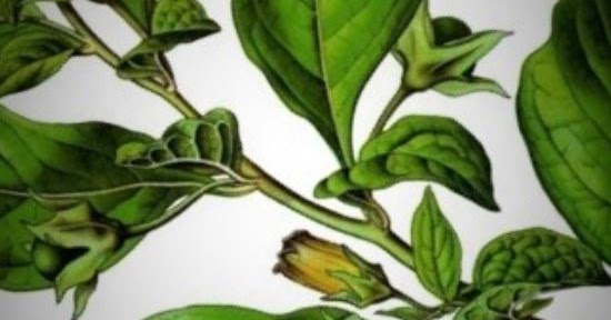 Atropa Belladona - Crude drug of atropine | Pharmacognosy Of Medicinal ...