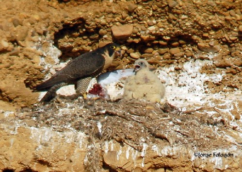Huellas y Bichos: Halcón peregrino (Falco peregrinus)