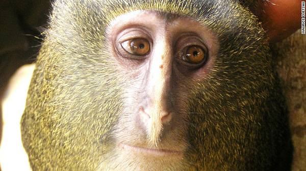 :: El Blog de Un Palmero ::: Nuevas especies de animales descubiertas.