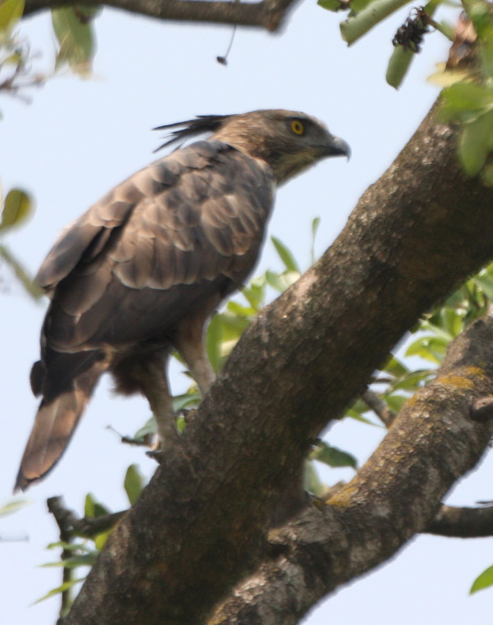 Mandy West Wildlife Photography: Goan Birds