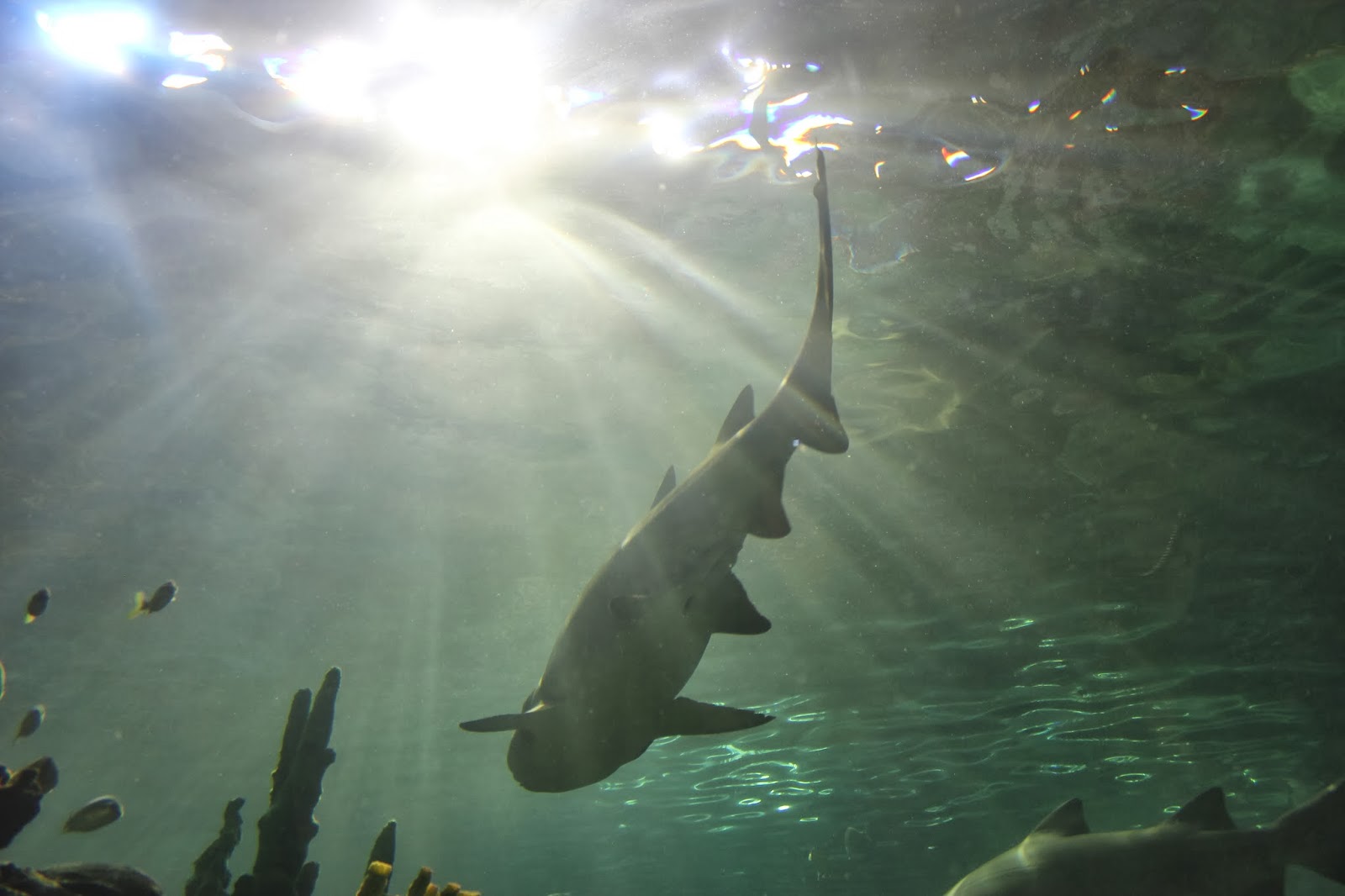love me simply: ripley's toronto aquarium