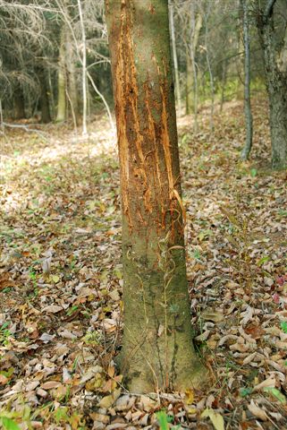 Nature in a Nutshell: Back to bloggin'...for now.