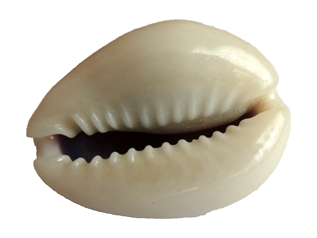 PETXINES: Cypraea spp.