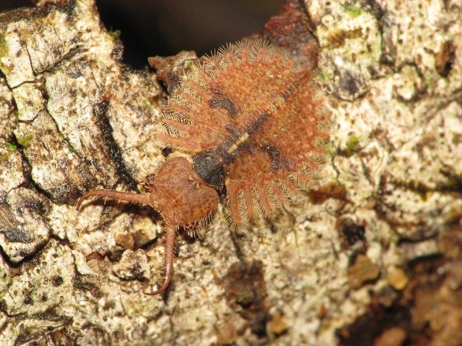 Real Monstrosities: Owlfly