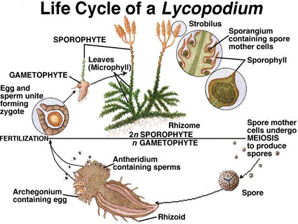 Biology is life: Pteridophytes