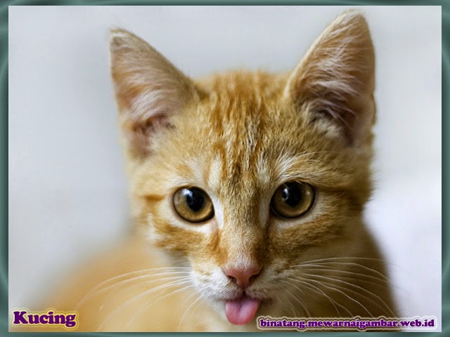 Mewarnai Kucing Peliharaan - Beli Smartfren