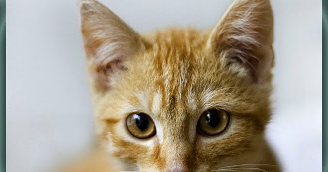 Fakta Unik Tentang Kucing | Nama, Gambar Binatang A-Z