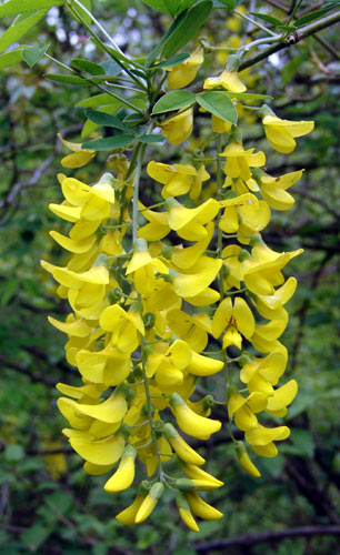Le Douaire. Île de Vivre.: Tout sa voir sur le CYTISE, Faux ébénier ...