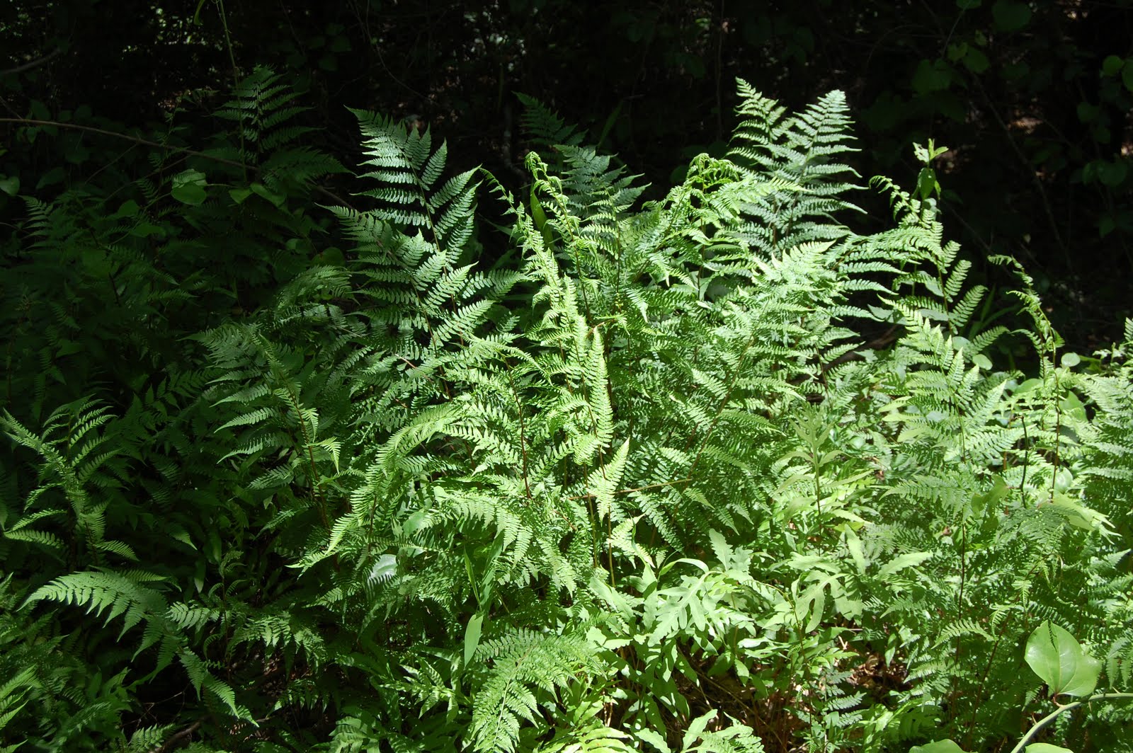 Brenda's "Texas Wild" Garden: Beautiful Lady Ferns growing all along ...