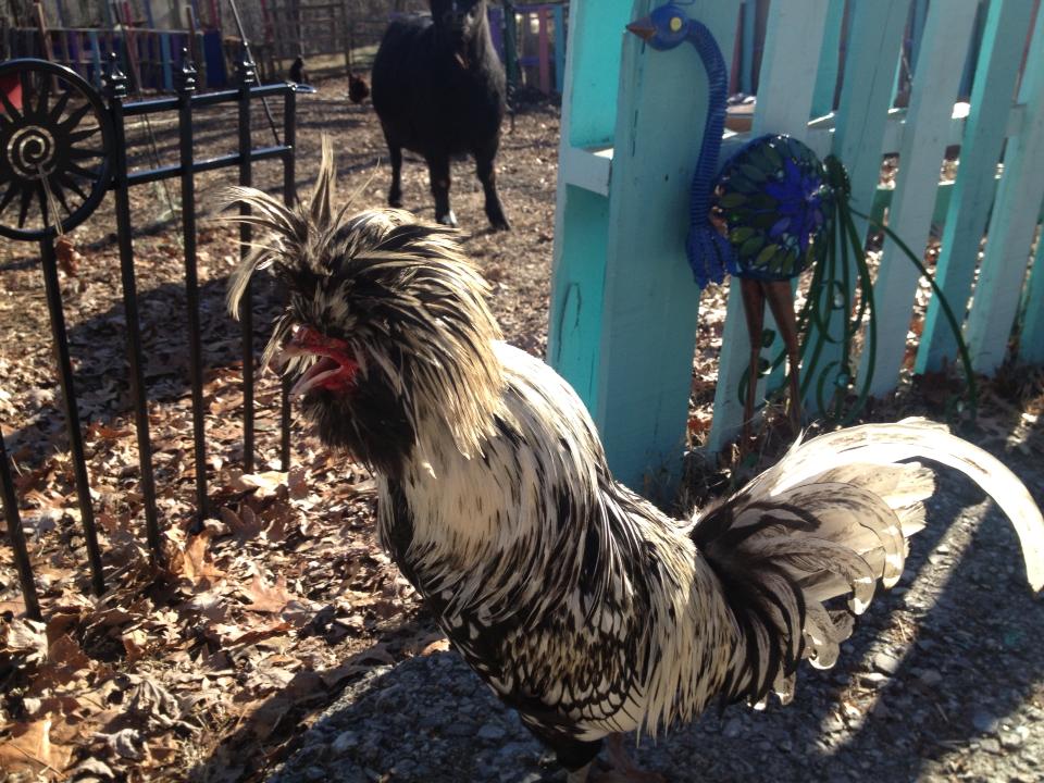 Adventures in Tri-Mom-Athlon: Why The Chicken Crossed The Road And ...