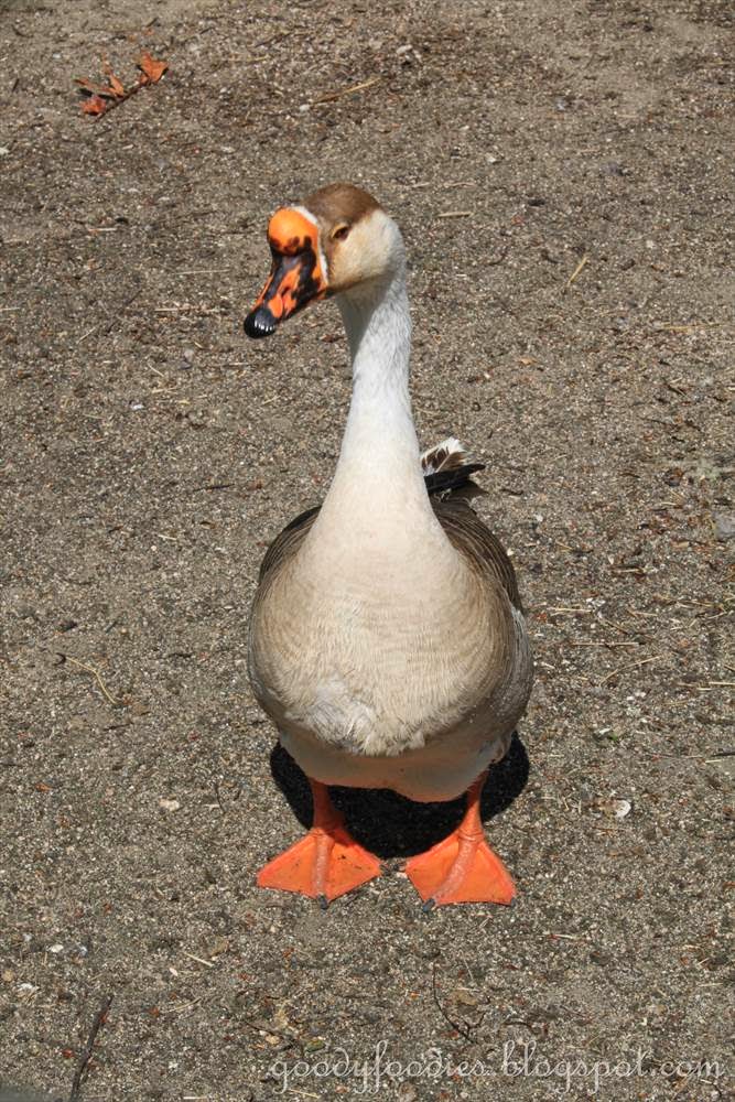 GoodyFoodies: Hazlehead Park Pets Corner, Aberdeen, United Kingdom