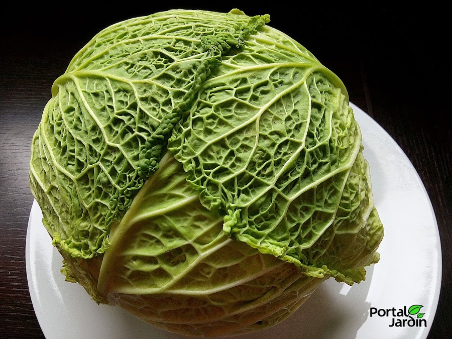 Cultivo y propiedades de la col, berza o repollo | Plantas