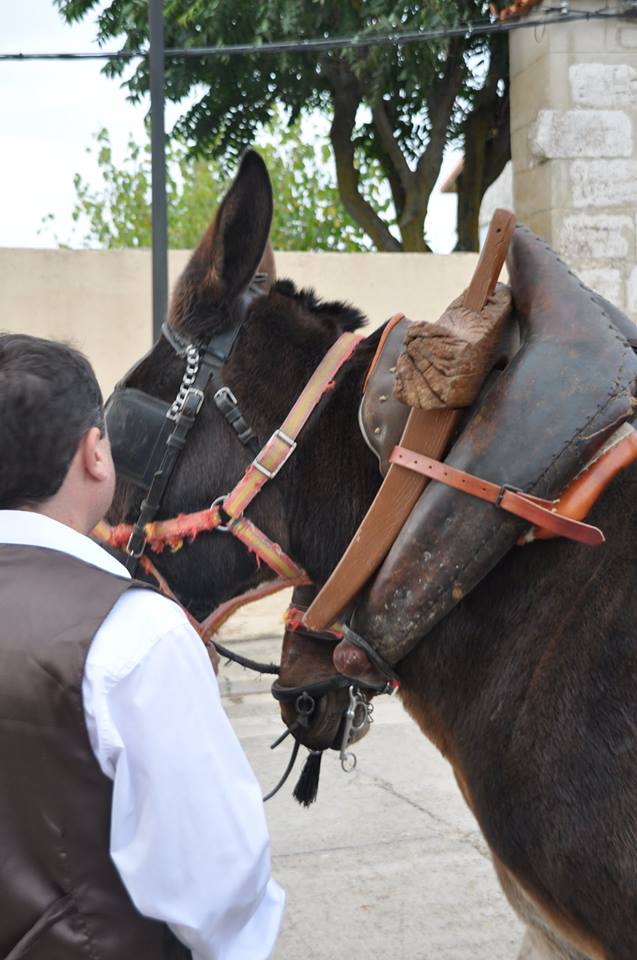 La pizarra de Gaude: Collarón o collera.