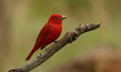 Red Parsley: Top Five Red Birds