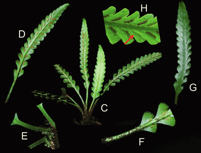 Species New to Science: [Botany • 2018] Asplenium serratifolium ...
