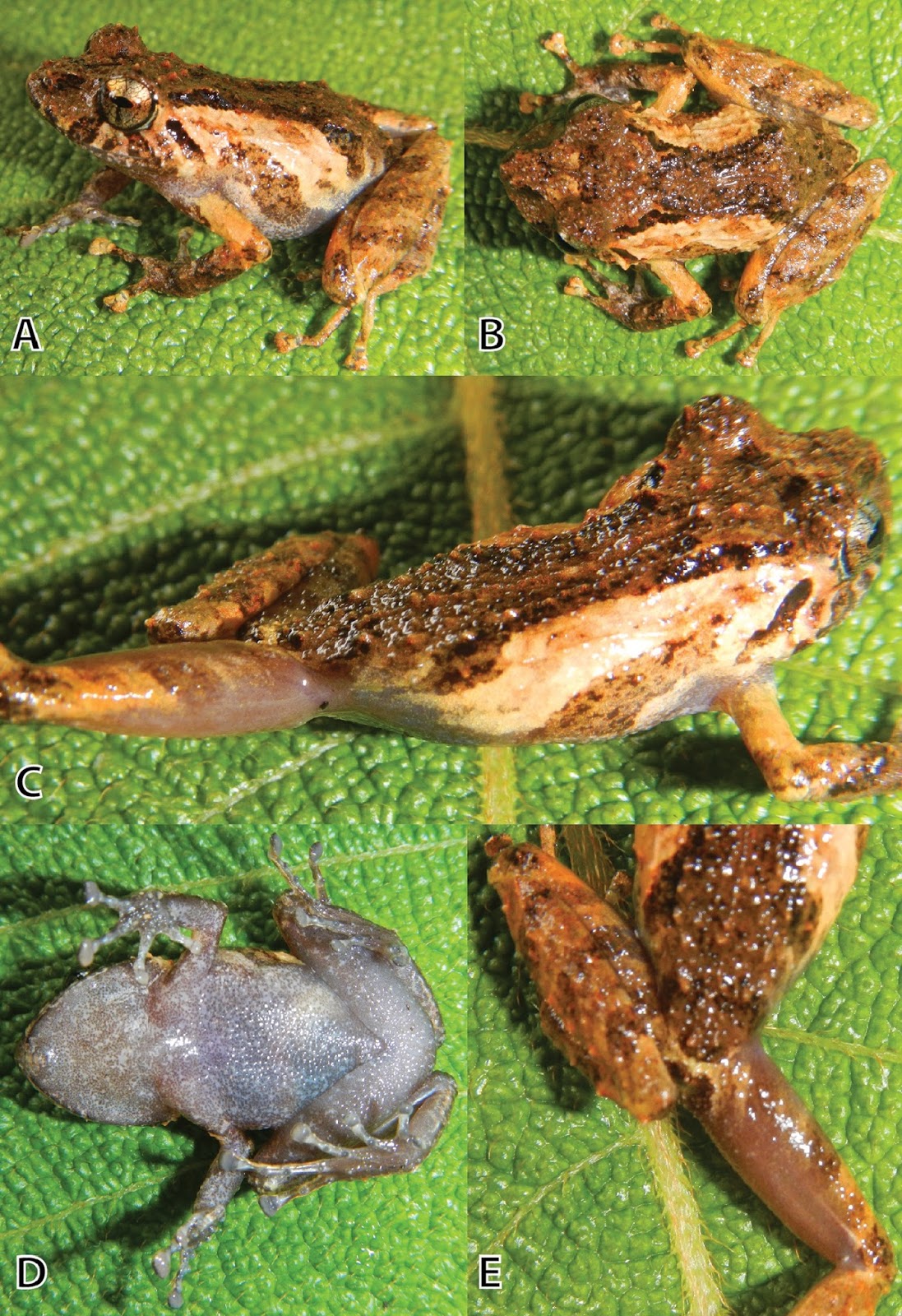 Species New to Science: [Herpetology • 2017] Pristimantis ashaninka • A ...