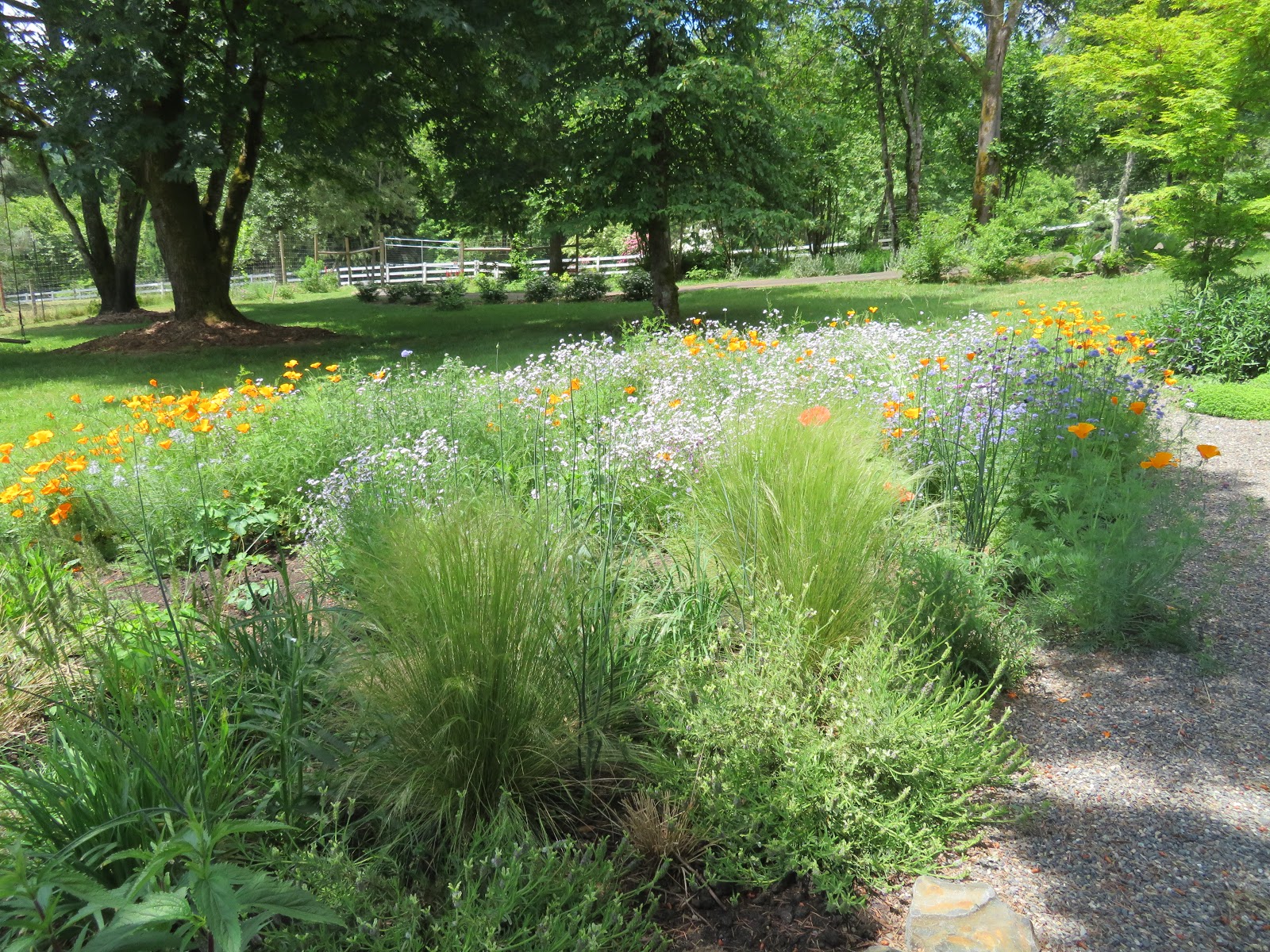 My Little Wildflower Meadow