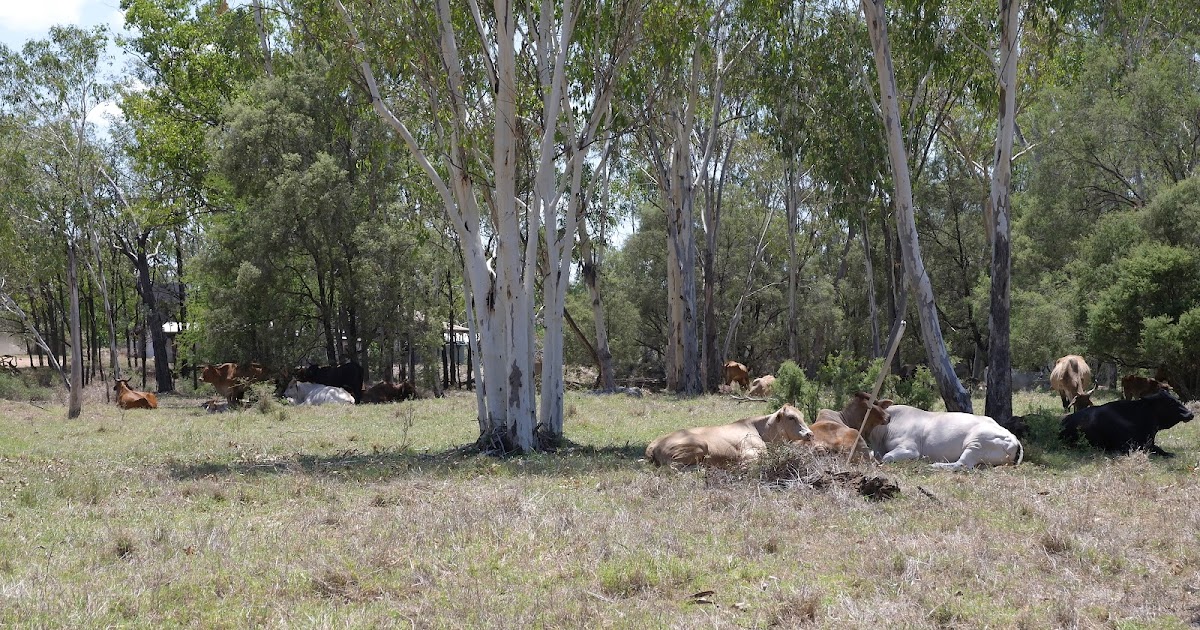 Can Go Around Australia: Sapphire and Rubyvale