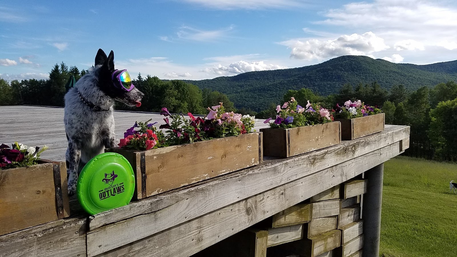 Pawsitive Kinection: 2016