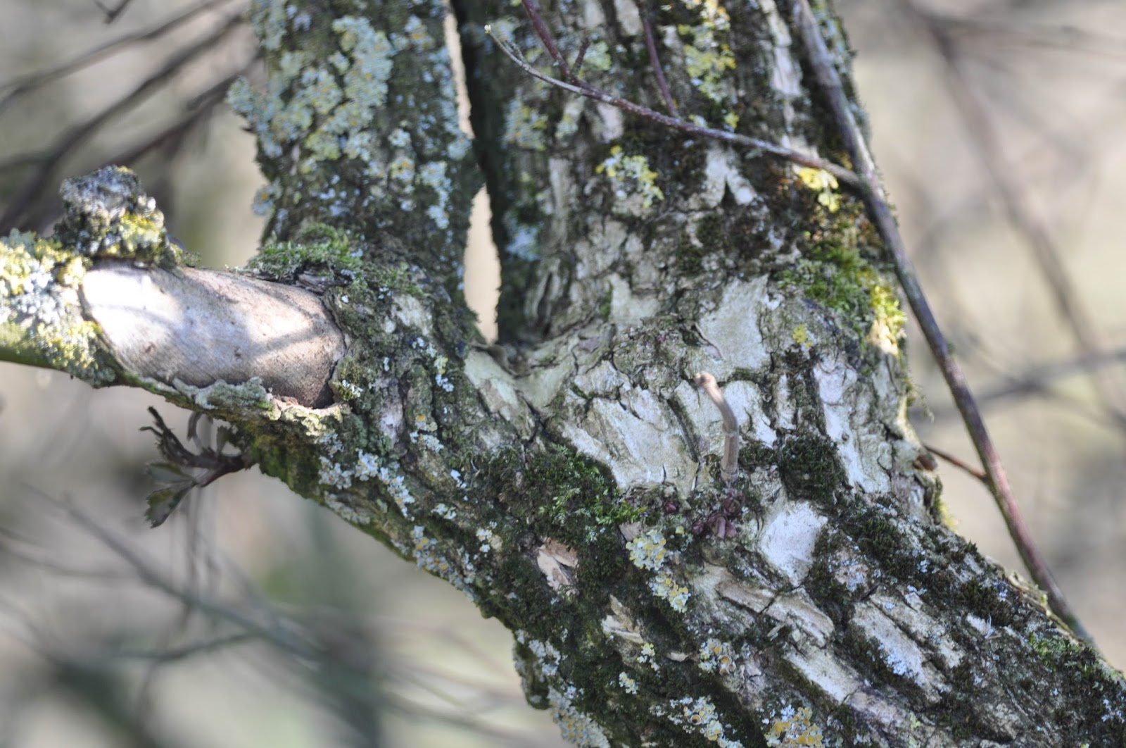 Susanne og Helges blog: Nu blomstrer hylden igen