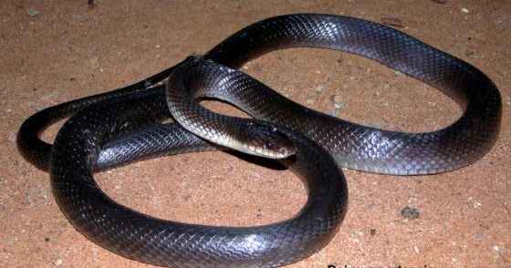 FAUNA E FLORA DO RN: Cobra-preta Boiruna sertaneja Zaher, 1996, a ...