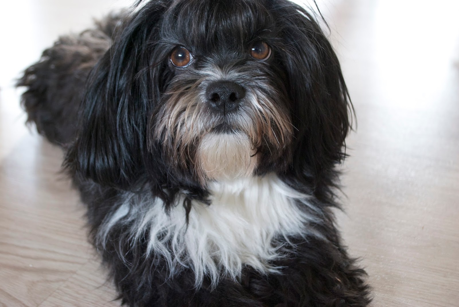 Kærlige, billedskønne Lhasadoodle-hvalpe: Mød ni smukke lhasa doodle hvalpe