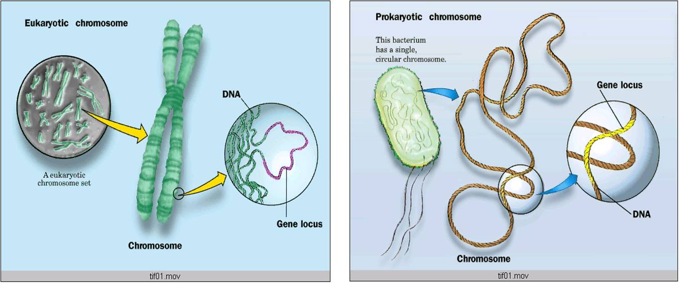 BIOLOGI: KROMOSOM