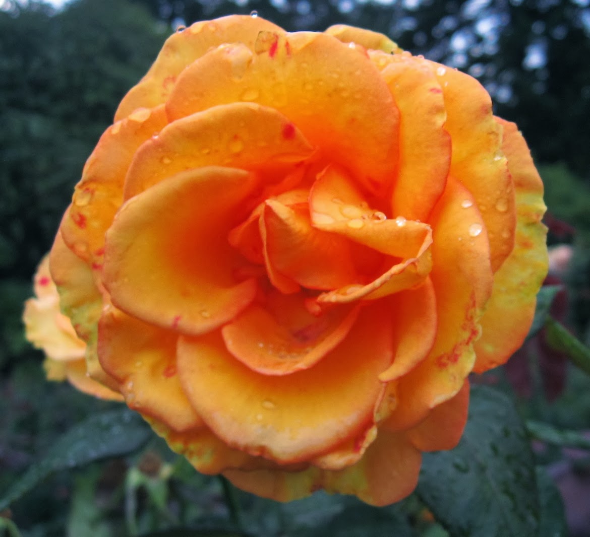 Weeding on the Wild Side: Portland Rose Garden, September 23, 2013