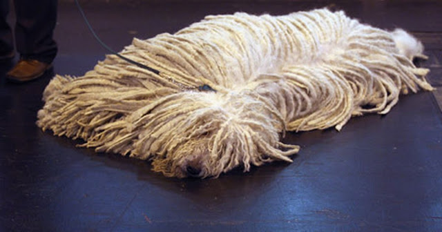 Aylmer to Zazzoo and Beyond: Komondor: The Rasta Dog