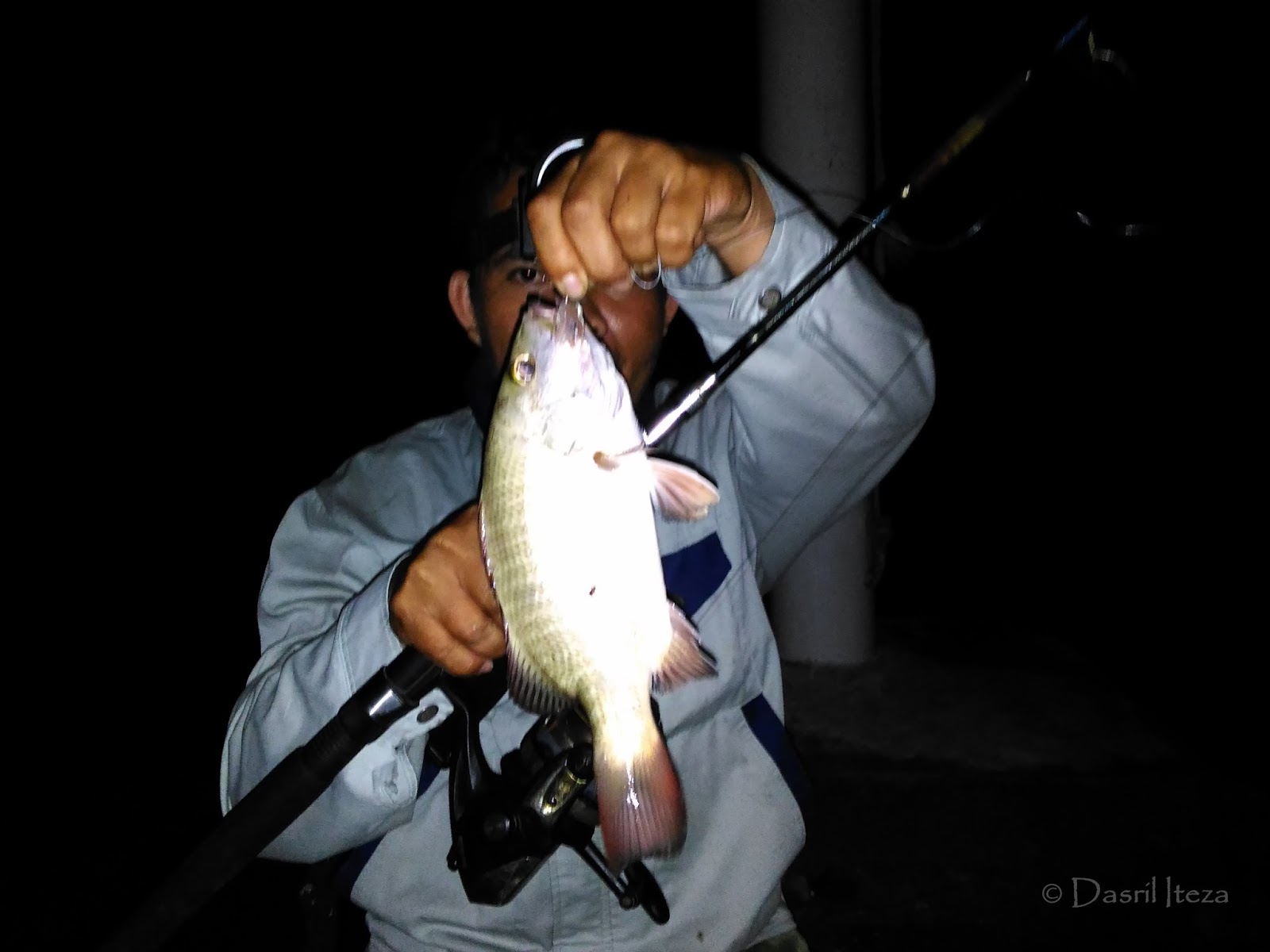 Umpan mancing Ikan Ungar (Kakap Merah Bakau/ Mangrove Jack) pakai Ikan ...