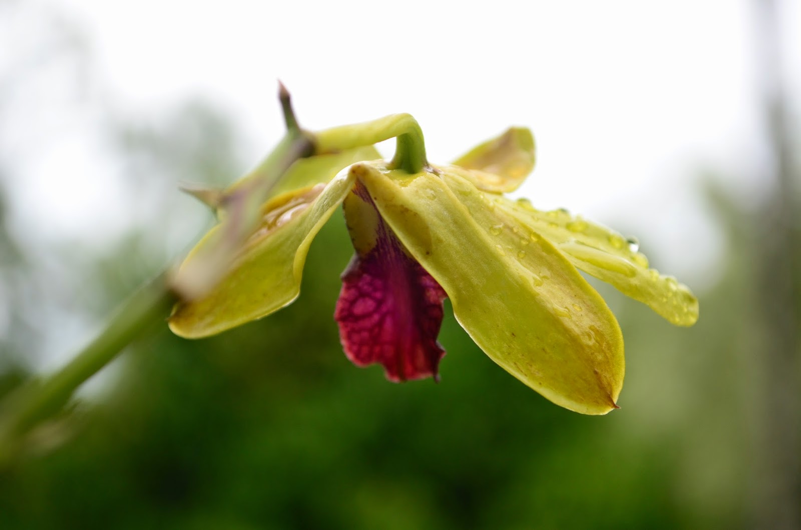 Mindanao Today: The KJC Prayer Mountain, Tamayong, Davao City