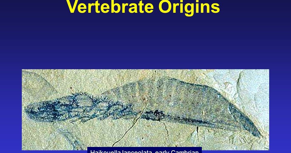 Biological-Freak: 最早的脊椎動物化石—海口魚(Haikouella )及昆明魚(Myllokumingia) 10-21-2018