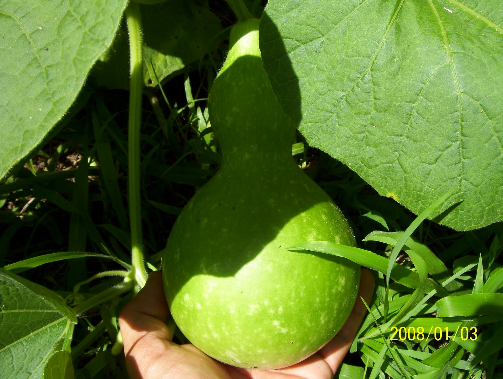 Artes Gaupano - Artes e Cultura Gaúcha.: " Porongos ou Cabaças ...