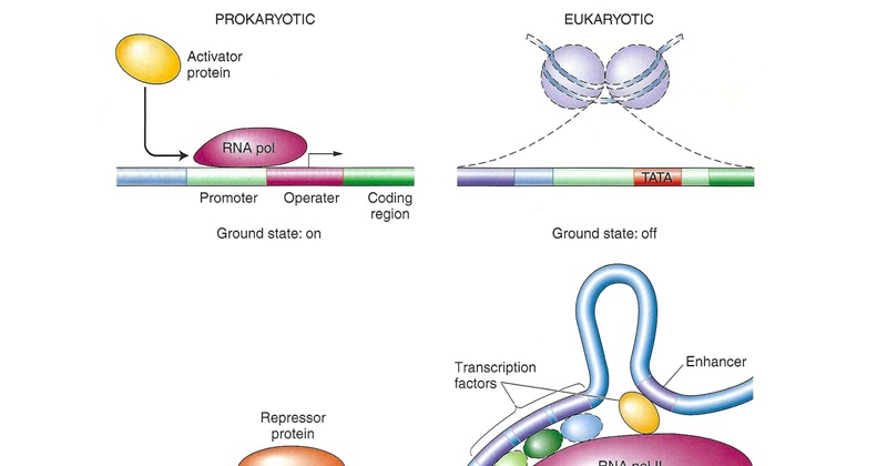 Biology: Compare and Contrast Gene Regulation in Bacteria and Human