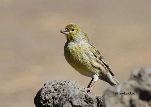 Desde Santurtzi a...: El PARQUE NACIONAL DEL TEIDE EN TENERIFE (Canarias)