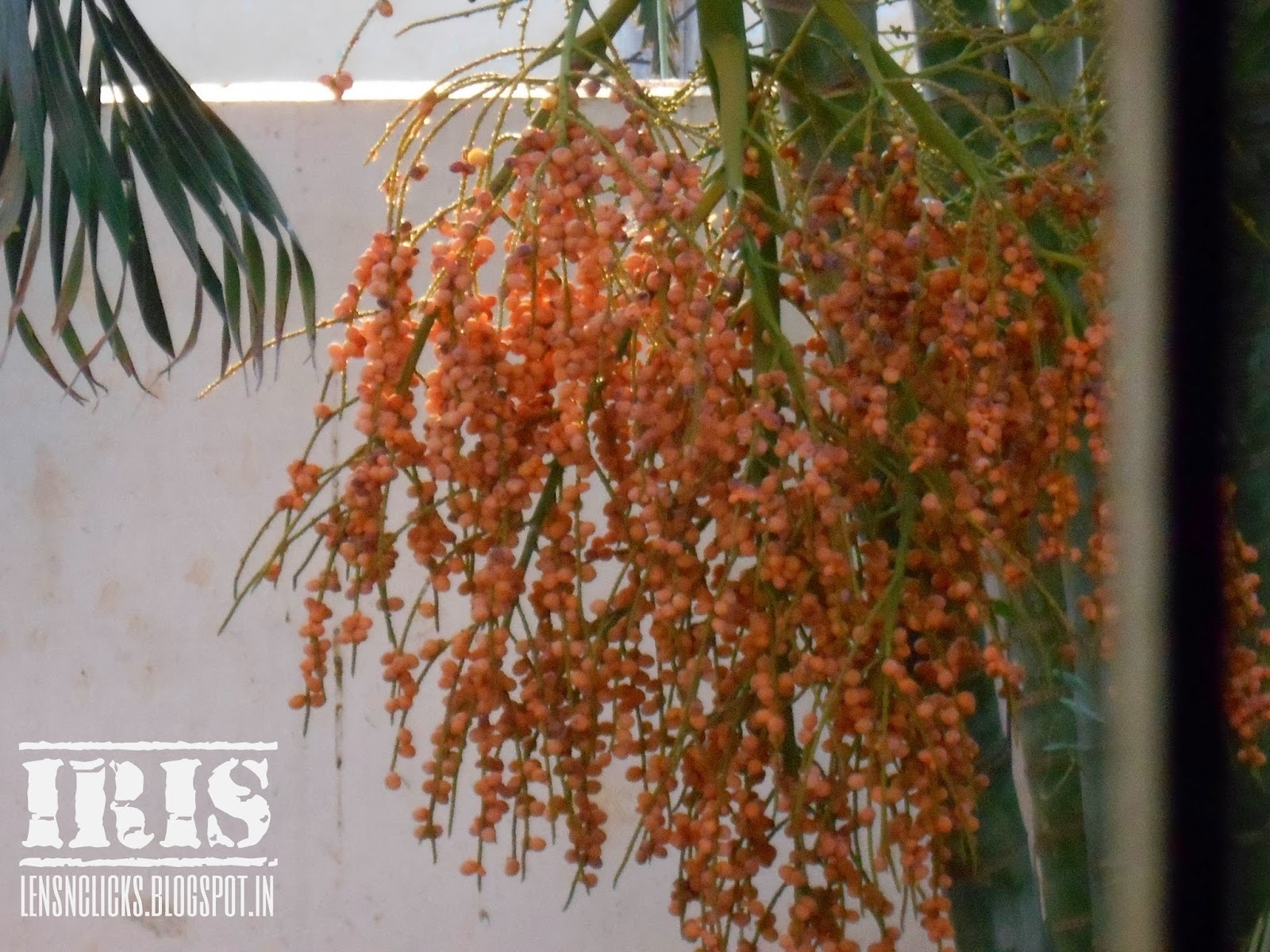 Greater Coucal Bird | Chemboth | Uppan | Iris